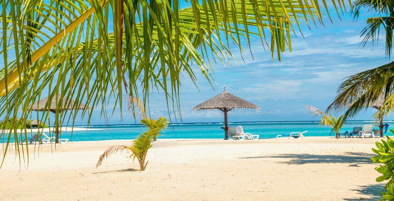 Exotic Sandy Beach with Palm Tree Stock Photo - Image of lagoon ...
