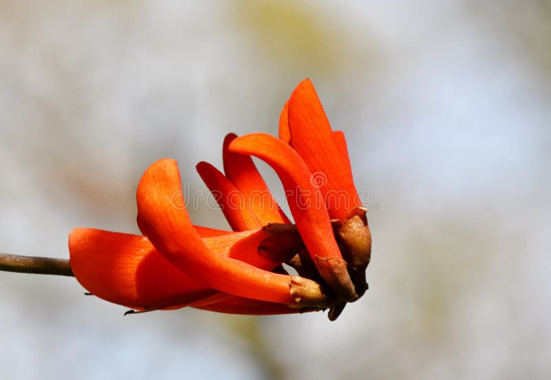Exotic scarlet flower stock photo. Image of coral, leafless - 195960228