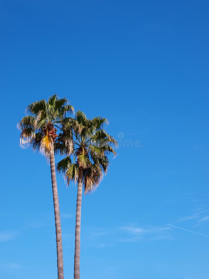 Exotic Scenery - Palms Picture. Image: 14386525