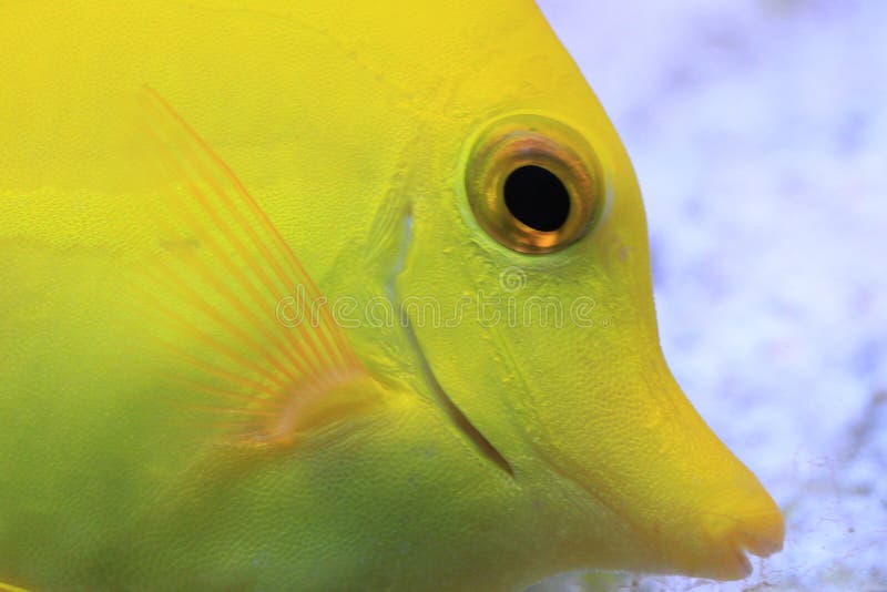 Exotic sea fish stock image. Image of tropical, saltwater - 110430445
