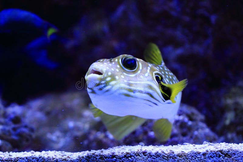 Exotic sea fish stock image. Image of landscape, snorkel - 93637173