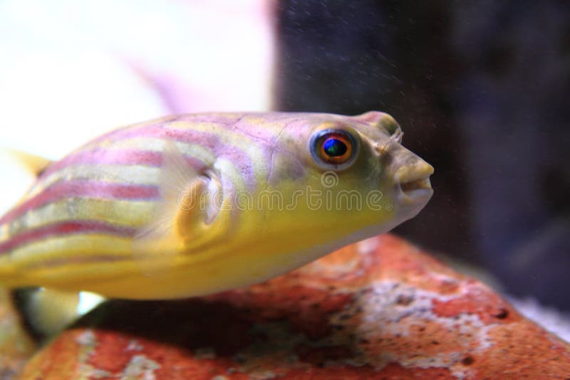 Exotic sea fish stock image. Image of great, exotic, egypt - 93668845