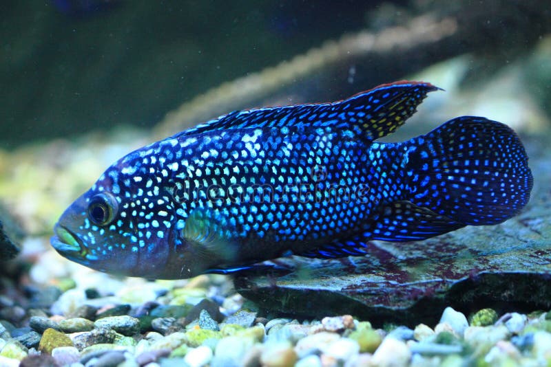 Exotic sea fish stock photo. Image of marine, scuba, great - 93668982