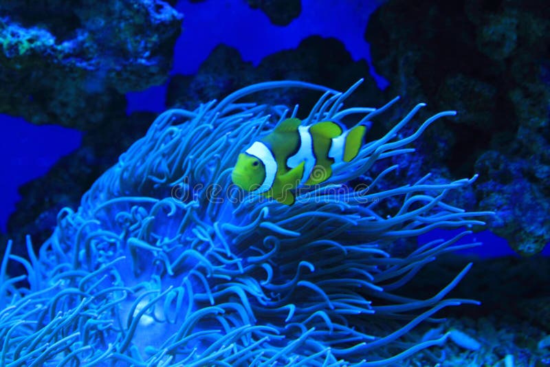 Exotic sea fish stock image. Image of reef, deep, life - 94017013