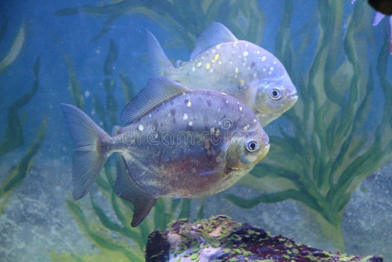 Exotic sea fish stock photo. Image of barrier, marine - 94329102