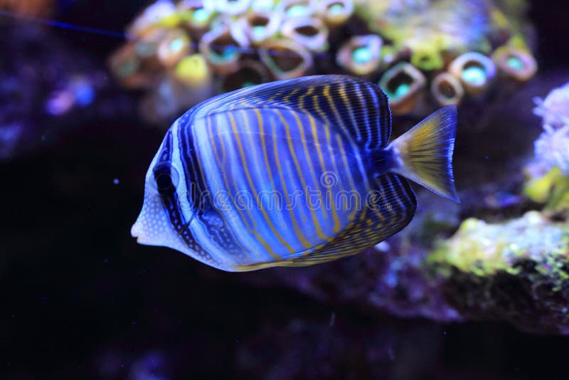 Exotic sea fish stock photo. Image of tropical, animal - 94329618