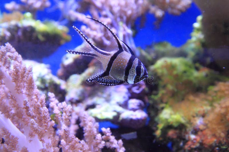 Exotic sea fish stock photo. Image of diving, aquatic - 99482984