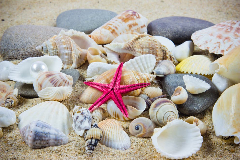 The exotic sea shell . stock image. Image of riviera - 29455875