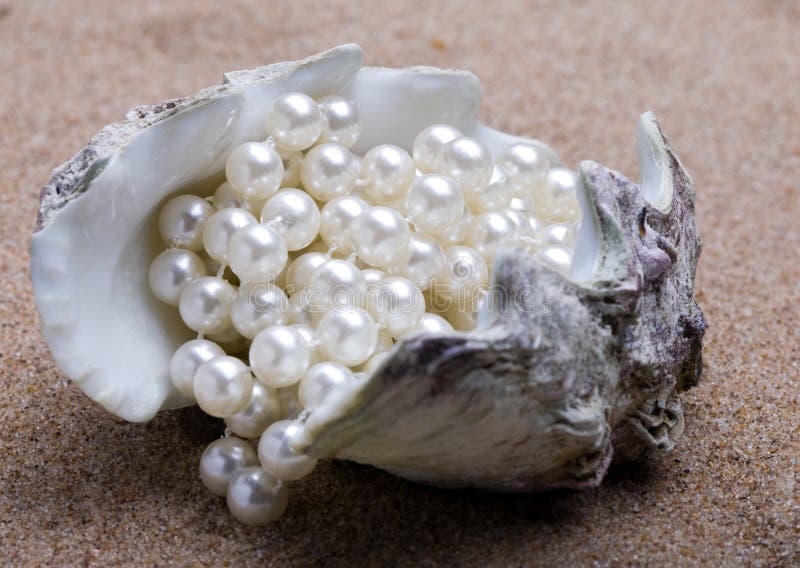 Image of a White Pearl in a Shell on a White Stock Image - Image of ...
