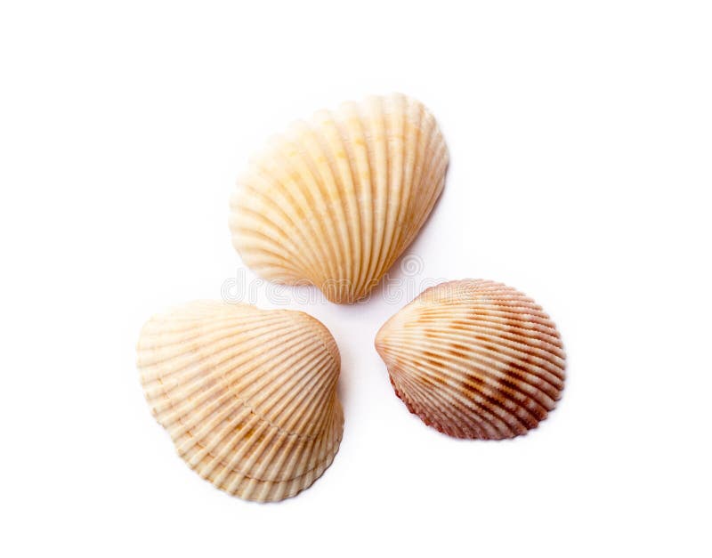 Exotic sea shells stock photo. Image of conch, aquatic - 122641142