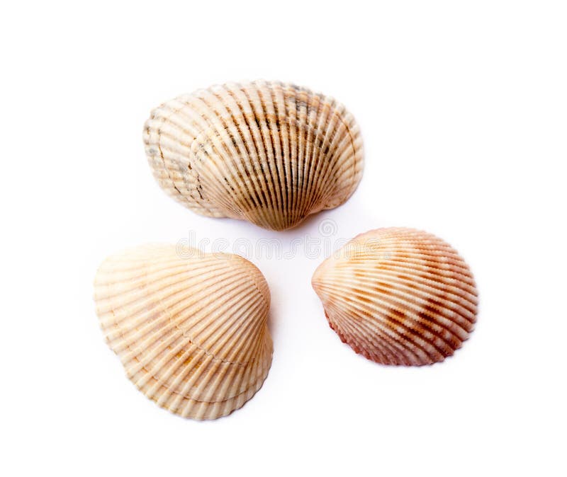 Exotic sea shells stock photo. Image of closeup, decoration - 122641318