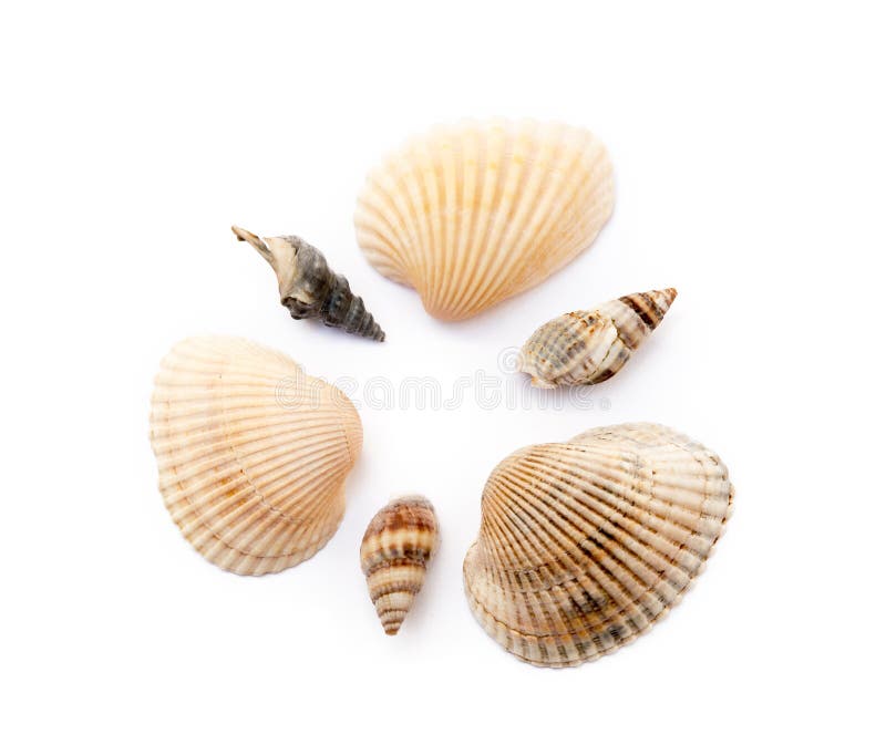 Exotic sea shells stock image. Image of life, exotic - 123404193