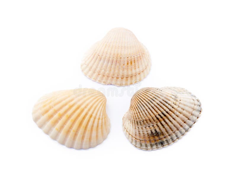 Exotic sea shells stock photo. Image of ocean, life - 124171478