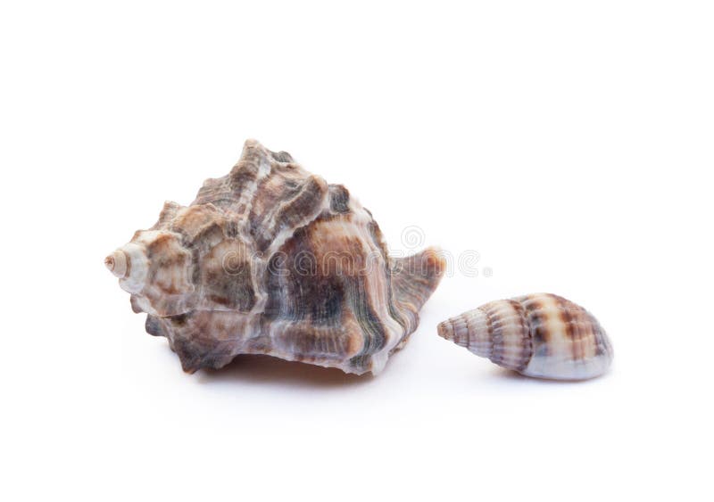 Exotic sea shells stock photo. Image of marine, beauty - 127531426