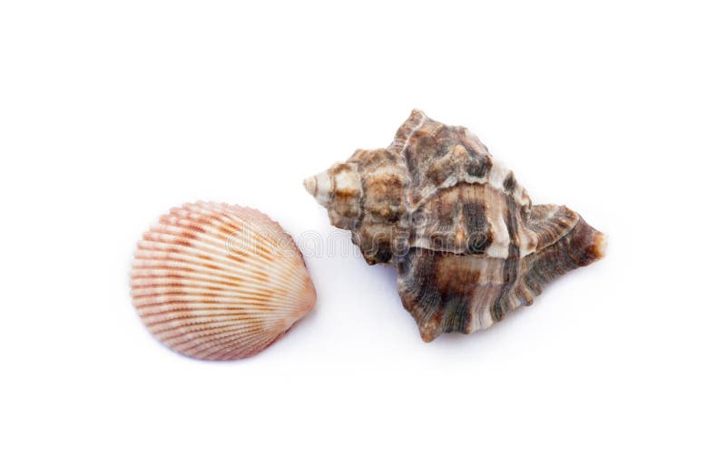 Exotic sea shells stock image. Image of exotic, ocean - 127531507