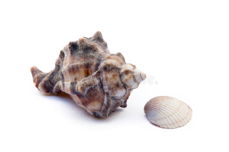 Exotic sea shells stock photo. Image of natural, holiday - 134320536
