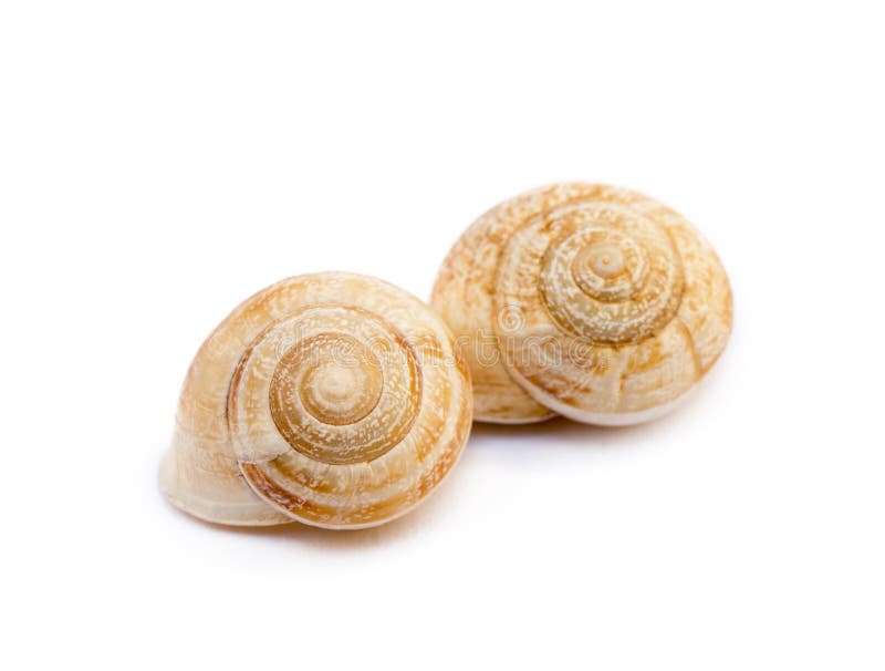Exotic sea shells stock image. Image of seashell, marine - 128358517