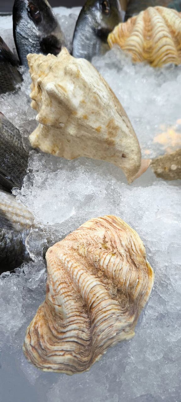 Exotic Sea Shells on Ice: Decorative Elements or Seafood Delicacies ...
