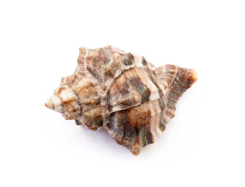 Exotic sea shells stock photo. Image of object, background - 122641300