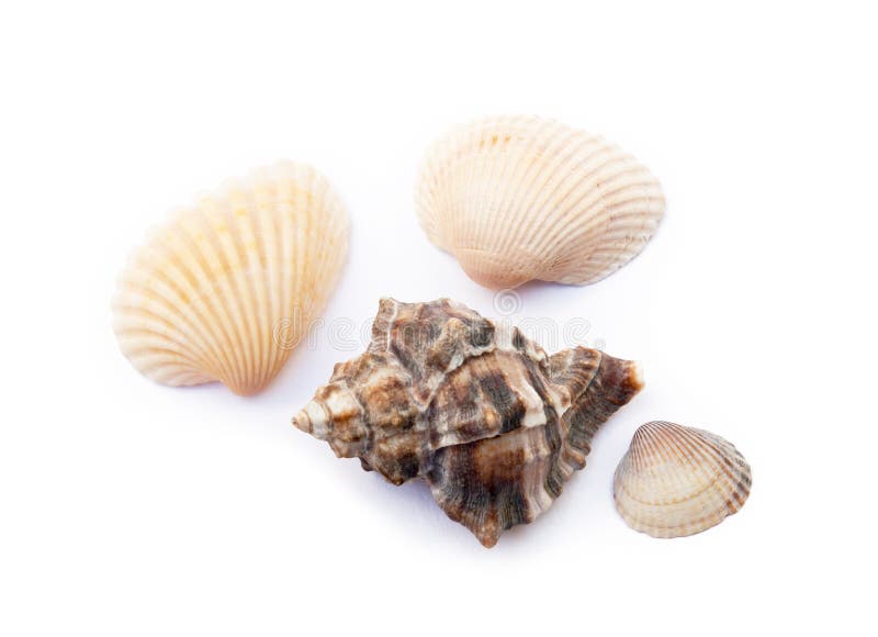 Exotic sea shells stock photo. Image of mussels, animal - 123404250