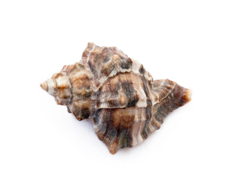 Exotic sea shells stock photo. Image of background, decorative - 136282060