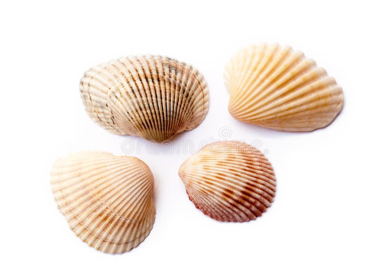 Exotic sea shells stock photo. Image of mollusk, shells - 122641314