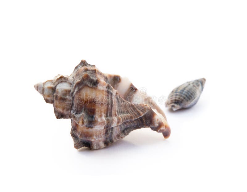 Exotic sea shells stock image. Image of conch, life - 128133099