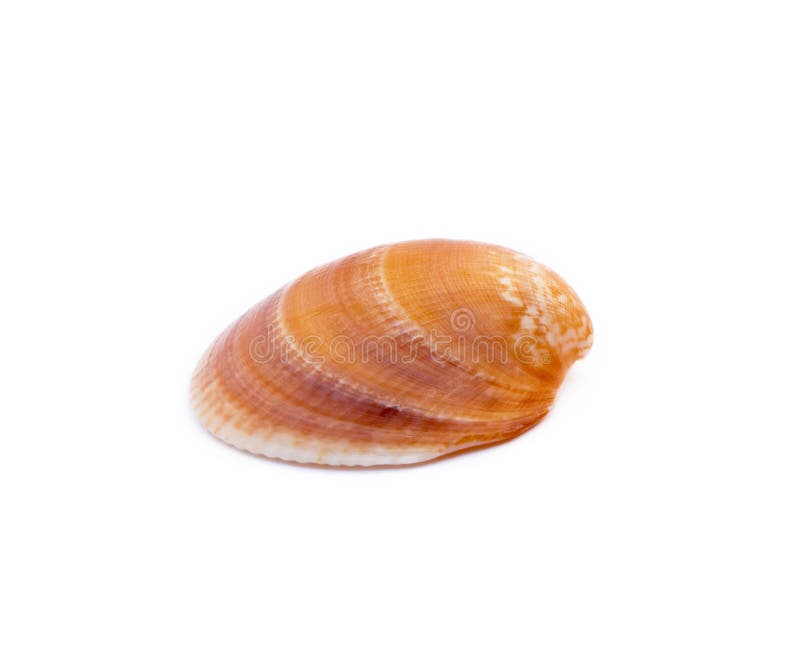 Exotic sea shells stock image. Image of closeup, elegant - 136282347