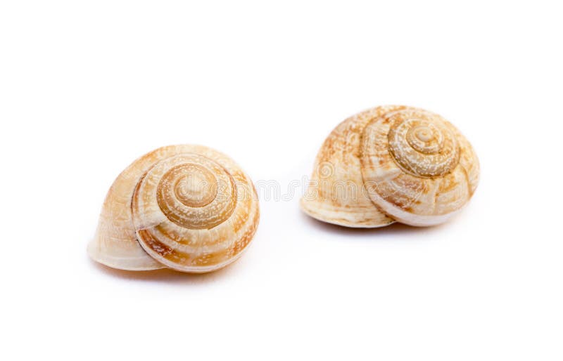 Exotic sea snail stock photo. Image of decorative, beach - 127314780