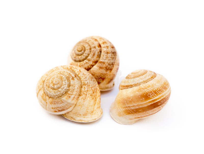 Exotic sea snail stock photo. Image of exotic, marine - 128515752