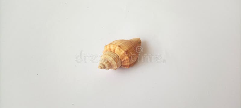 Exotic Sea Snails Shell on a White Background Stock Image - Image of ...