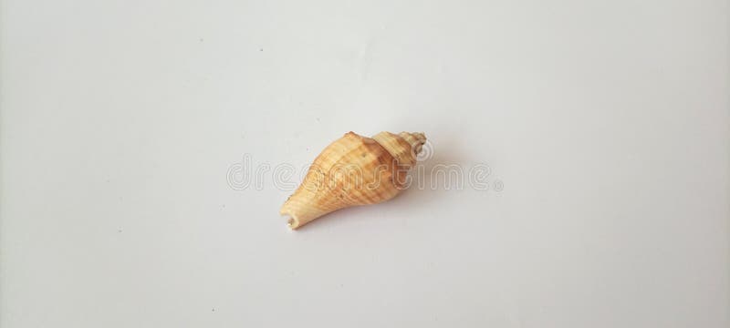 Exotic Sea Snails Shell on a White Background Stock Photo - Image of ...