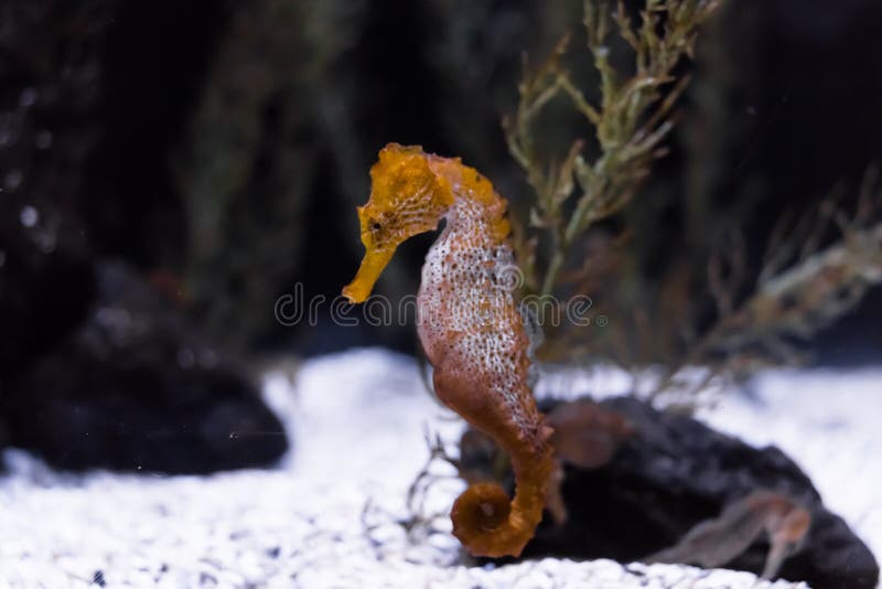 Exotic Seahorse Hippocampus in Aquarium Stock Photo - Image of animal ...