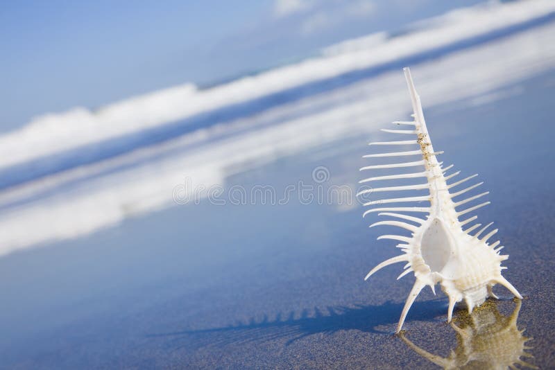 Exotic Seashell stock photo. Image of empty, seashell - 19078964