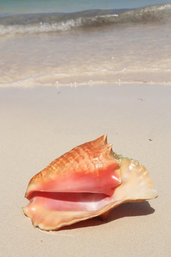 Exotic Seashell stock photo. Image of empty, seashell - 19078964