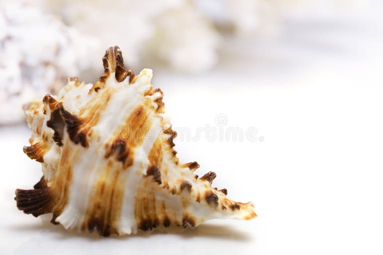 Exotic seashell stock photo. Image of marine, stilllife - 2913412