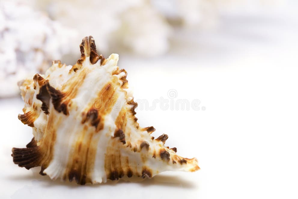 Exotic seashell stock photo. Image of marine, stilllife - 2913412