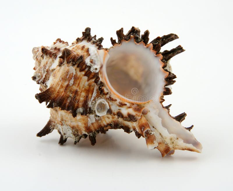 Exotic seashell stock photo. Image of coast, ocean, mollusk - 624800