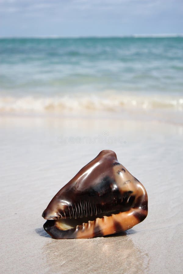 Exotic Seashell stock photo. Image of empty, seashell - 19078964