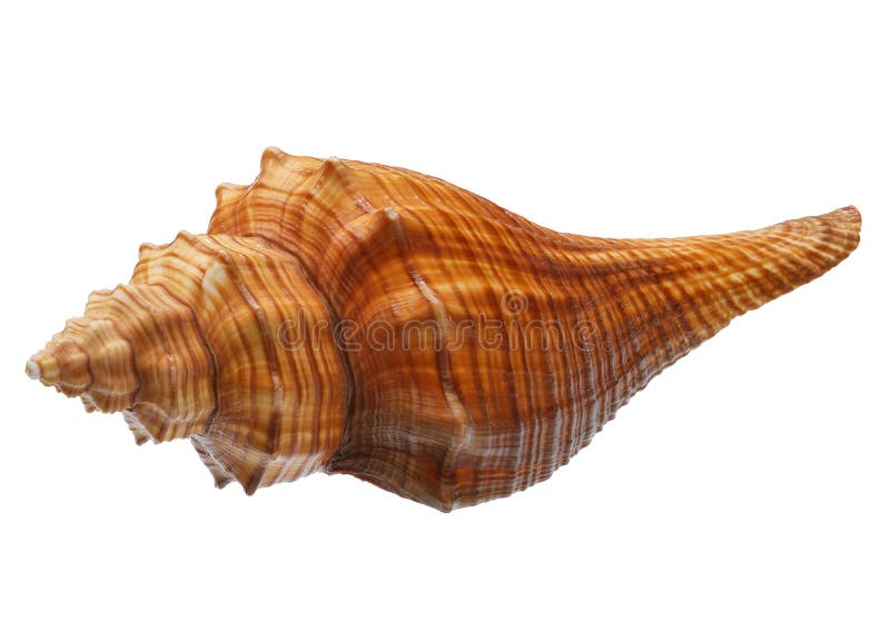 Seashell helix isolated stock image. Image of isolated - 20256257