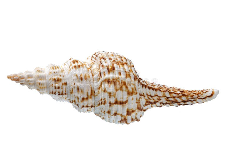 Seashell Isolated on White Background Stock Photo - Image of life ...