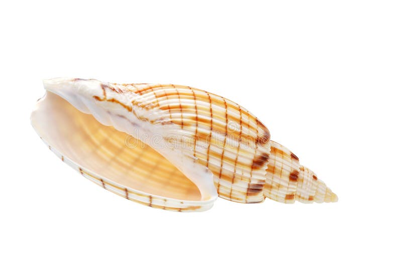 Seashell Isolated on White Background Stock Photo - Image of isolated ...
