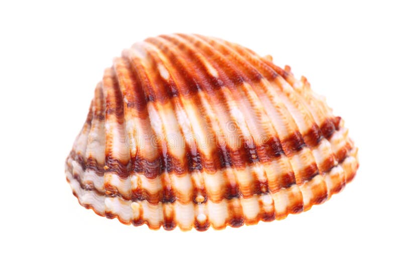 Exotic shell stock photo. Image of studio, background - 19863844