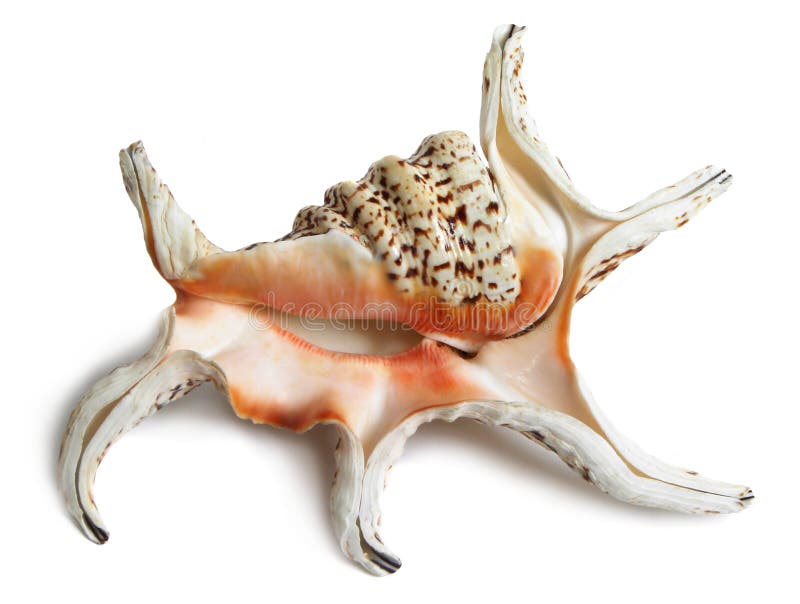 Exotic Shell and Stones, Pearls Stock Image - Image of crystal, detail ...