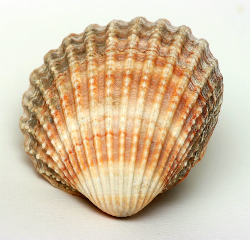 Exotic Shell and Stones, Pearls Stock Image - Image of crystal, detail ...