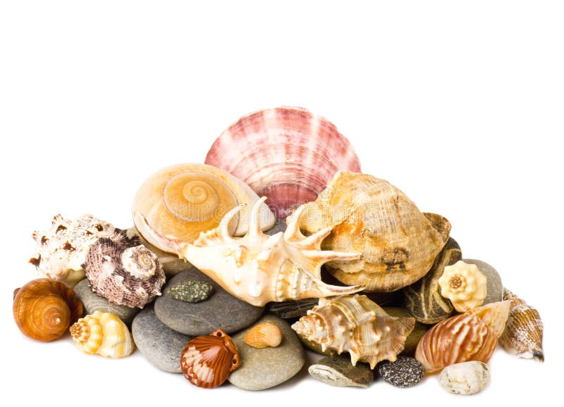 Exotic shell and stones stock photo. Image of detail - 23801838