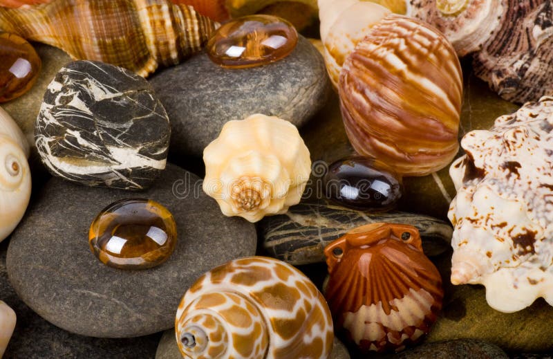 Exotic shell and stones stock photo. Image of leisure - 23825484
