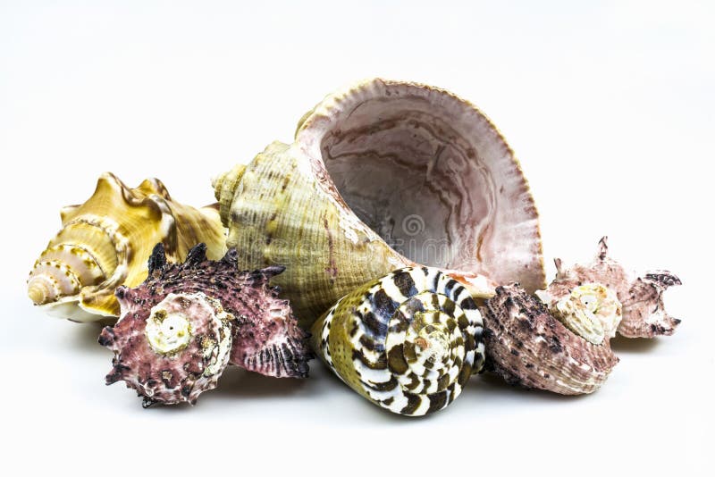 Exotic Shell of Tropical Mollusk Isolated on a White Background Stock ...