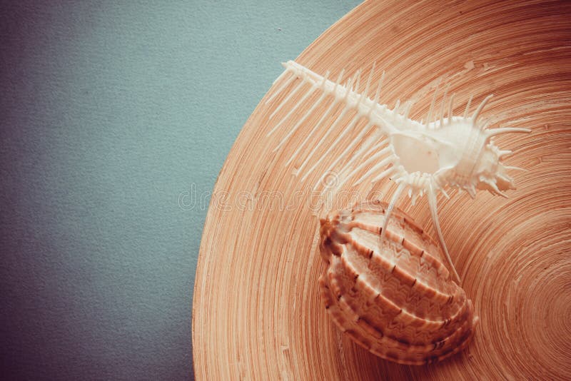 Exotic Shells stock photo. Image of details, conches, background - 2914458