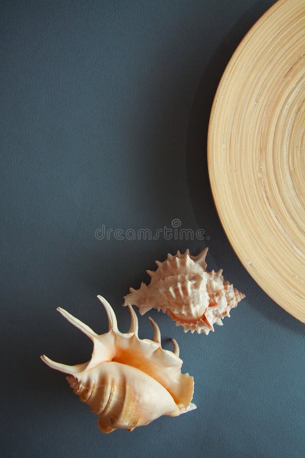 Exotic Shells stock photo. Image of details, conches, background - 2914458